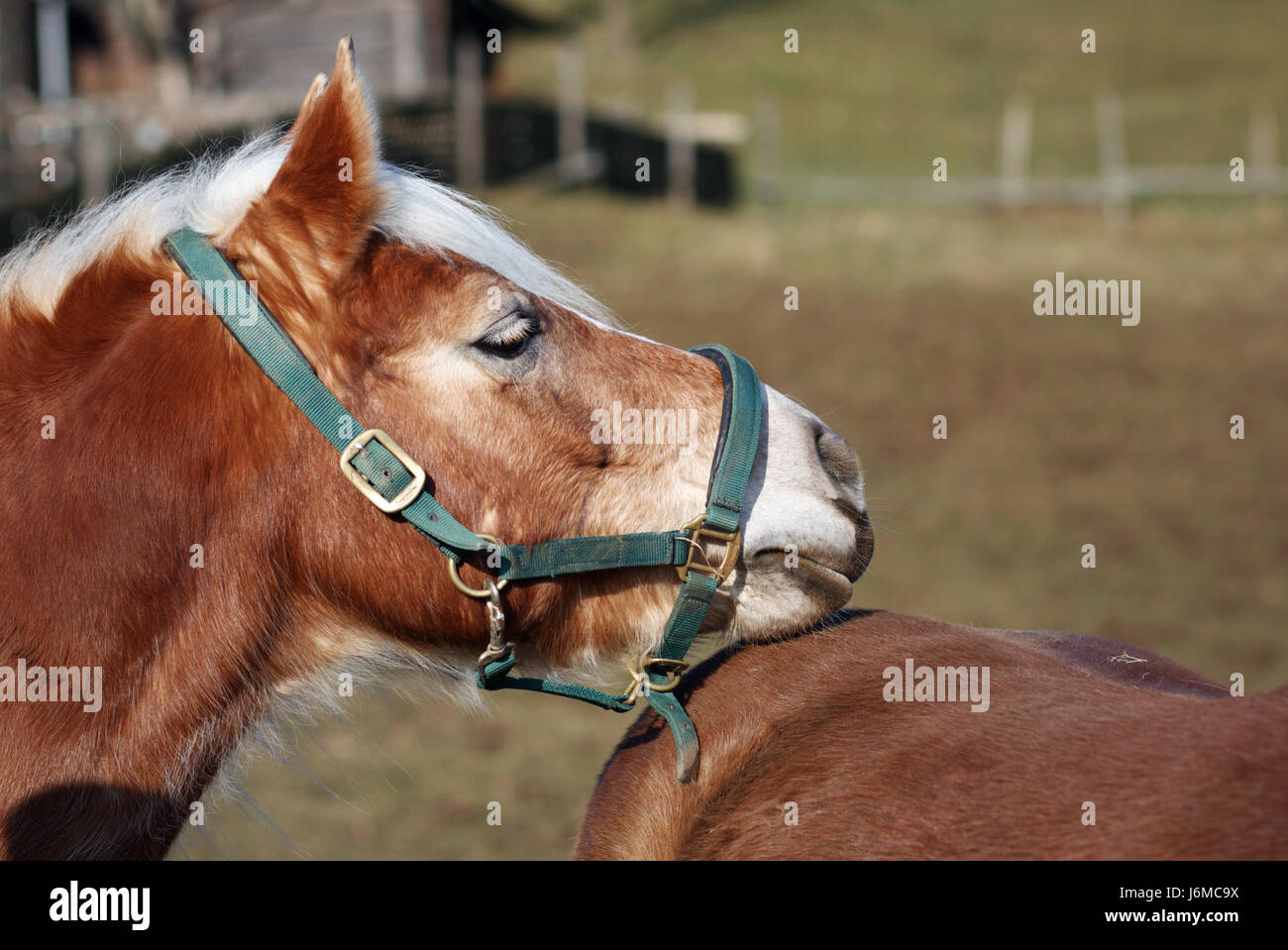 horse animal pet skin halter farm animal haflinger horse head profile ...