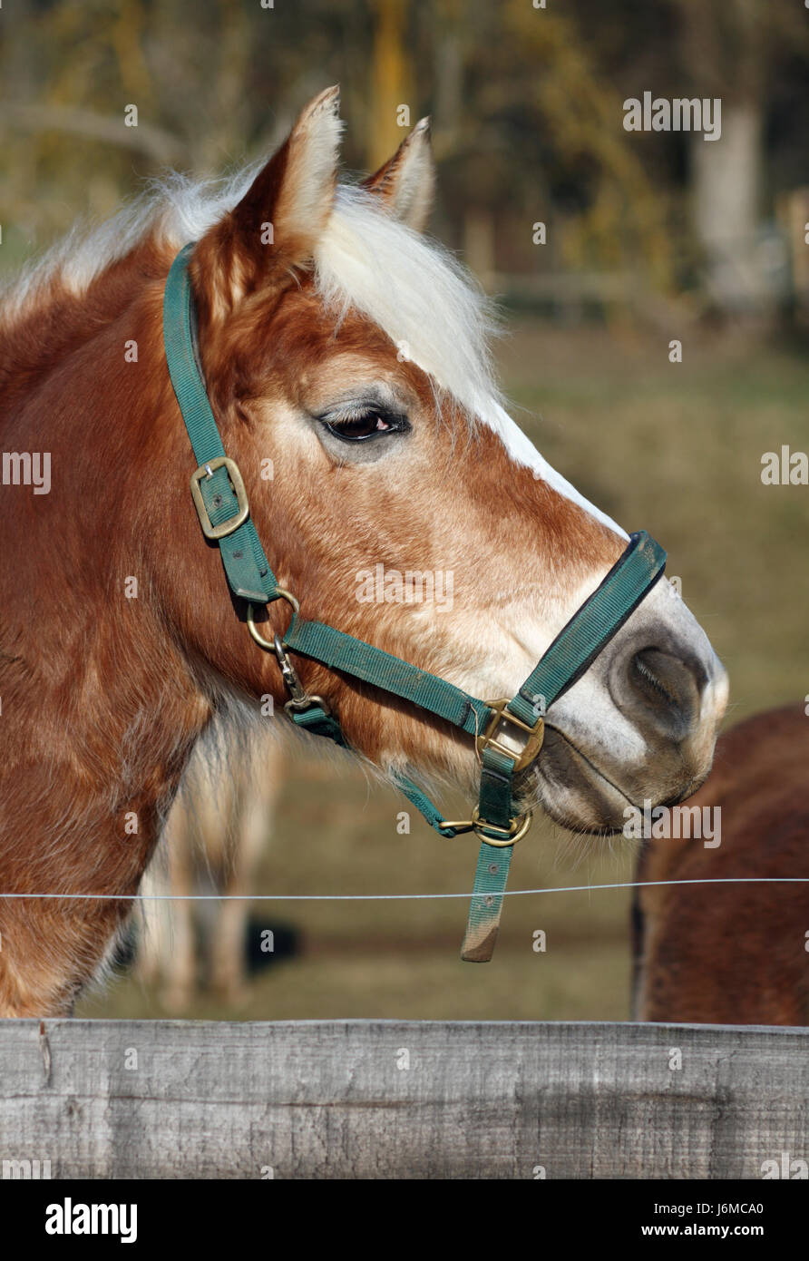 horse pet portrait skin halter farm animal haflinger horse head profile ...