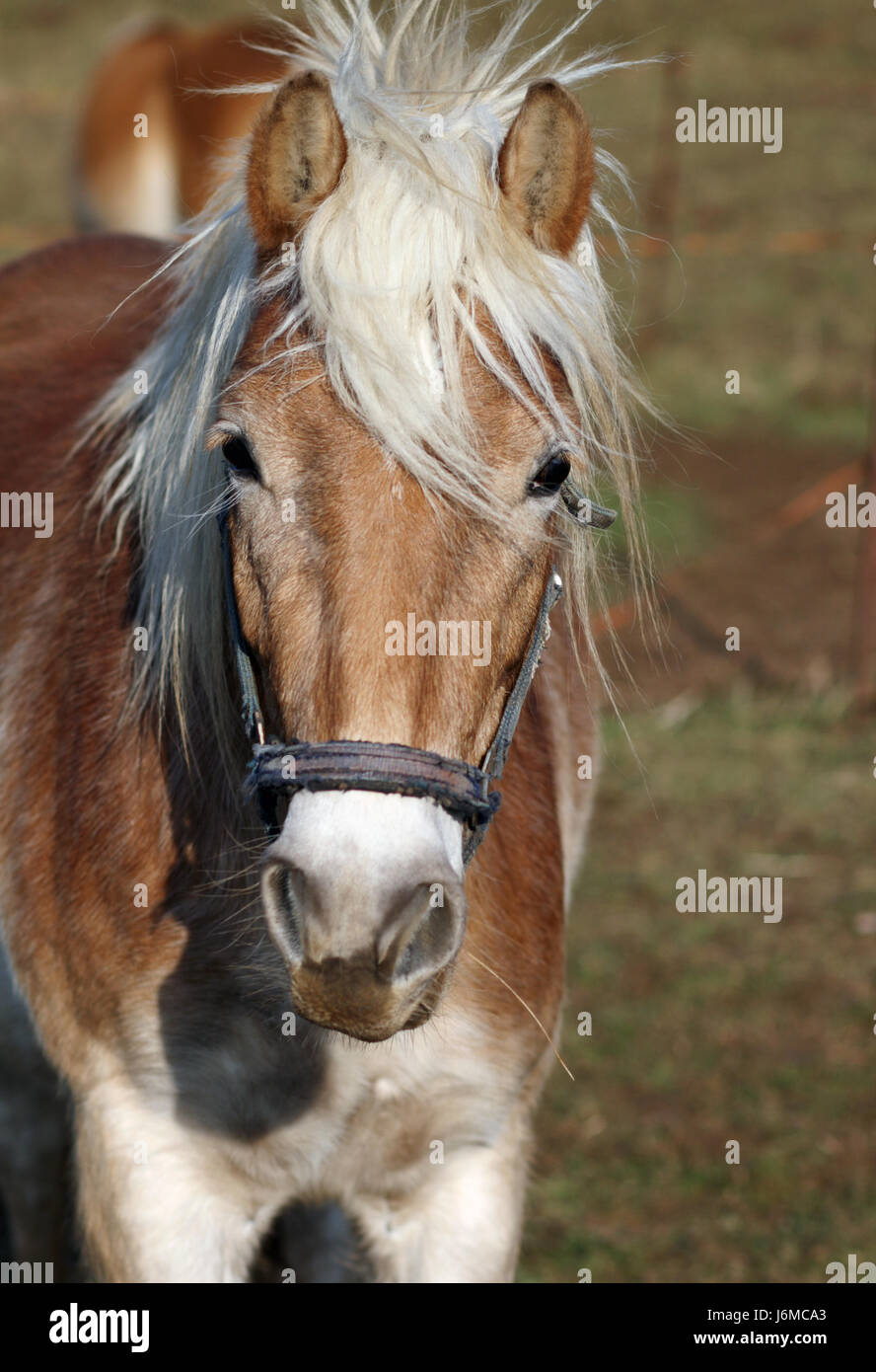 horse pet skin halter farm animal mane haflinger horse head horse ...