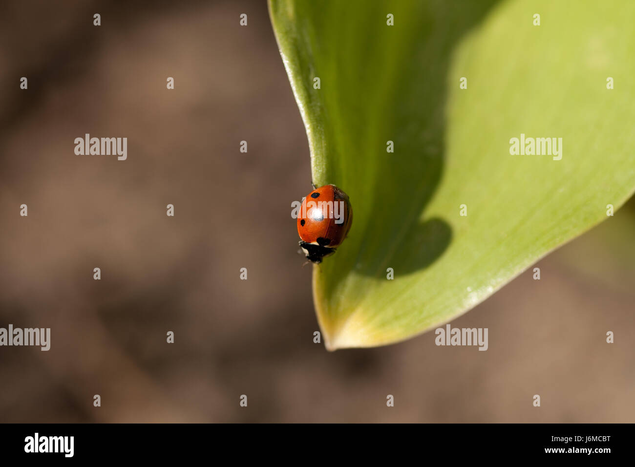 Wonderful ladybug hi-res stock photography and images - Alamy