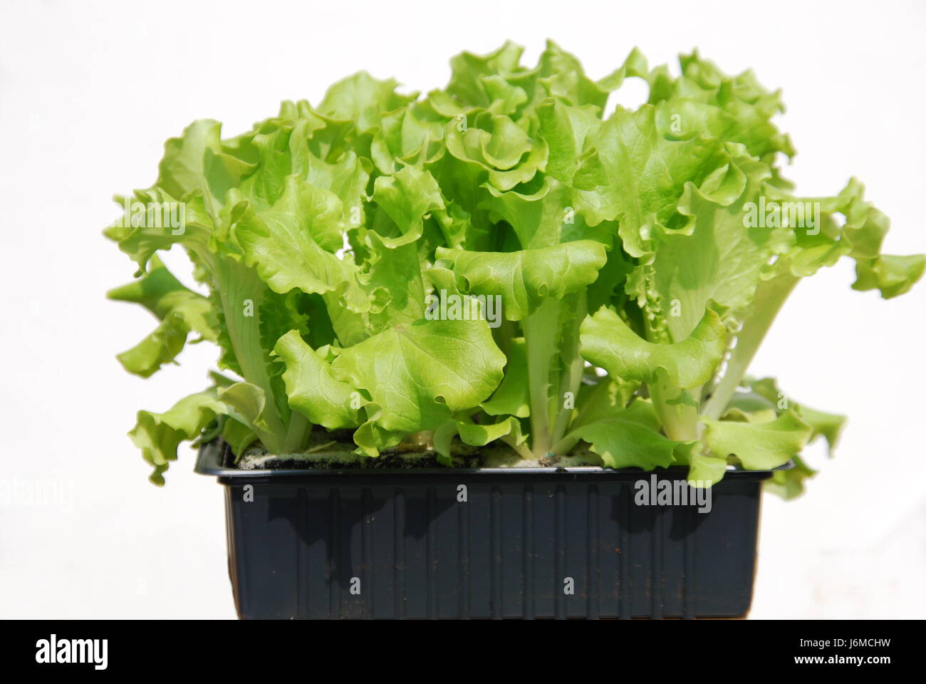 lettuce plants (lactuca Stock Photo - Alamy