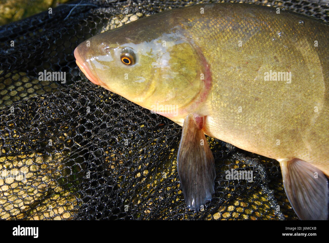 Tinka High Resolution Stock Photography and Images - Alamy