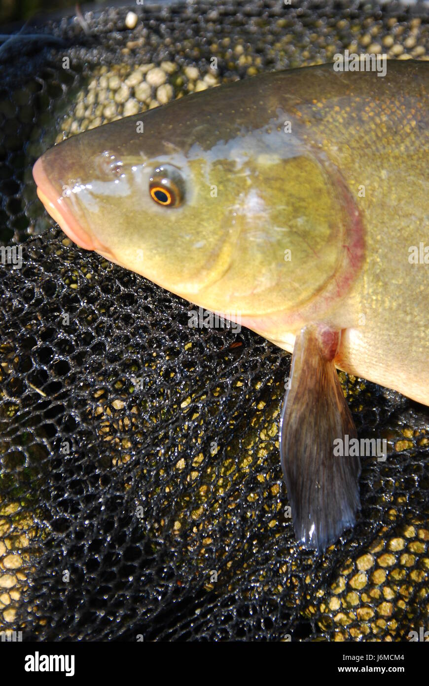 Green tench tinca tinca hi-res stock photography and images - Alamy