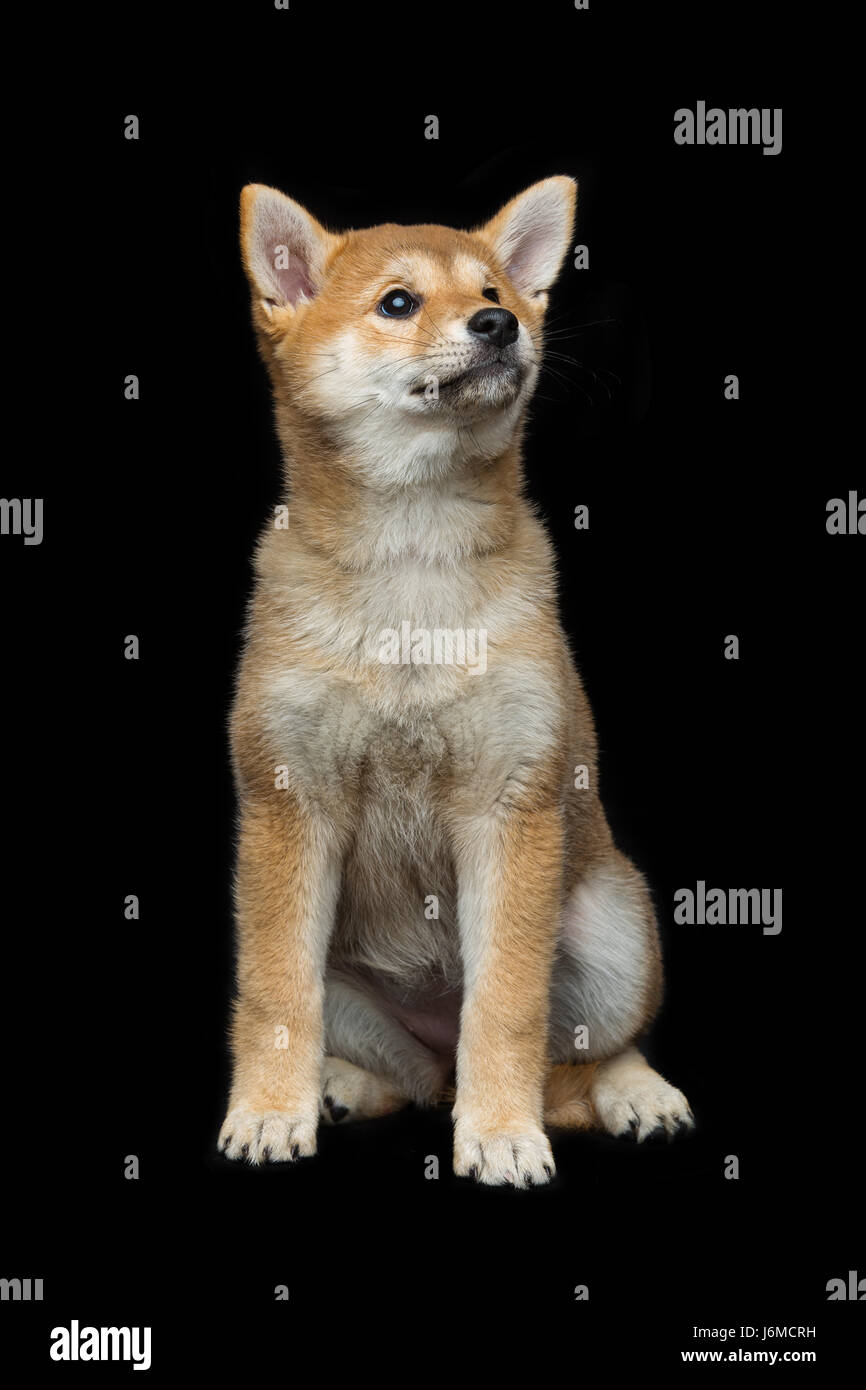 Beautiful brown japanese shiba inu puppy dog sitting over black ...