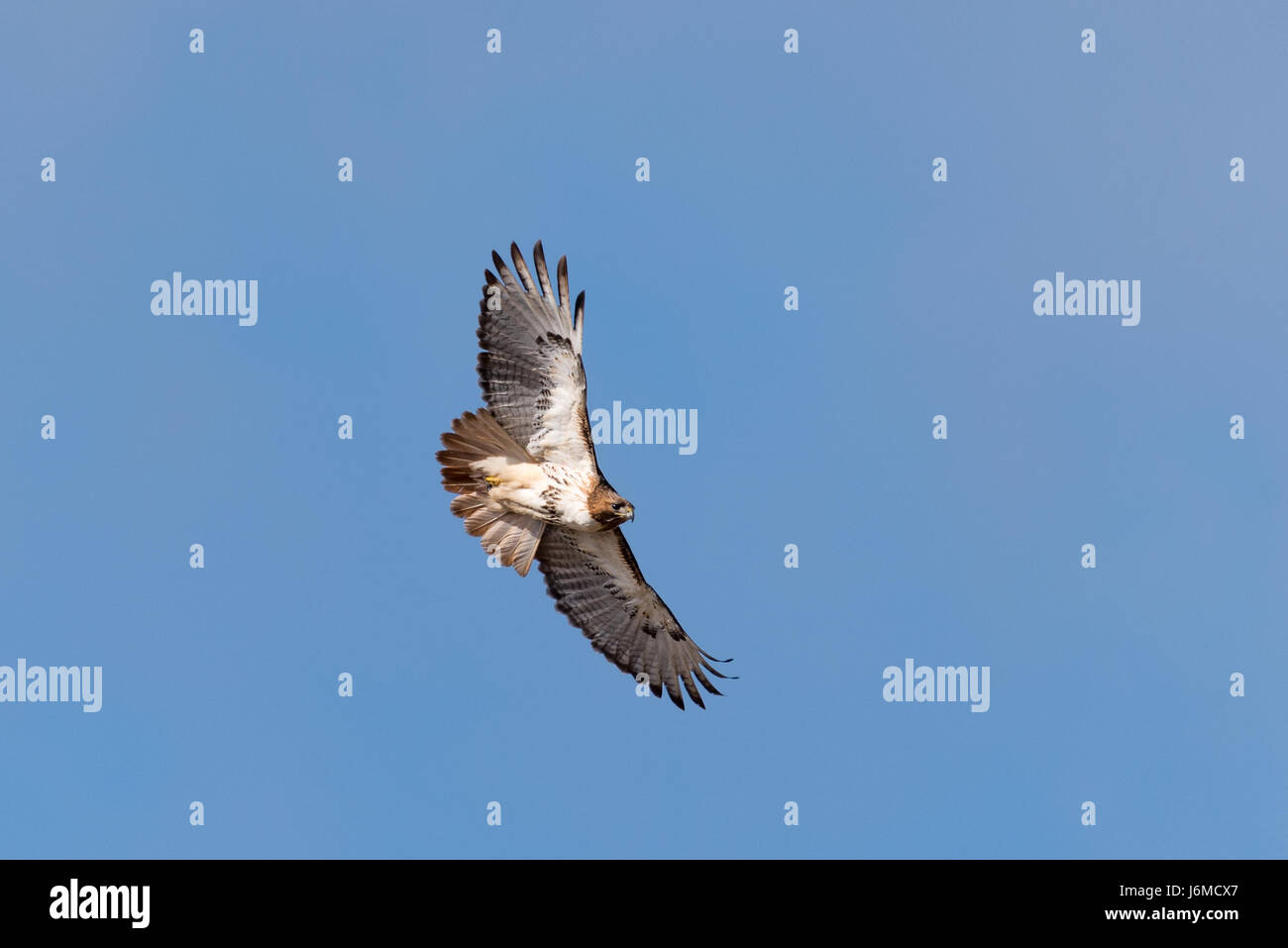 Red-tailed Hawk in Flight Stock Photo - Alamy