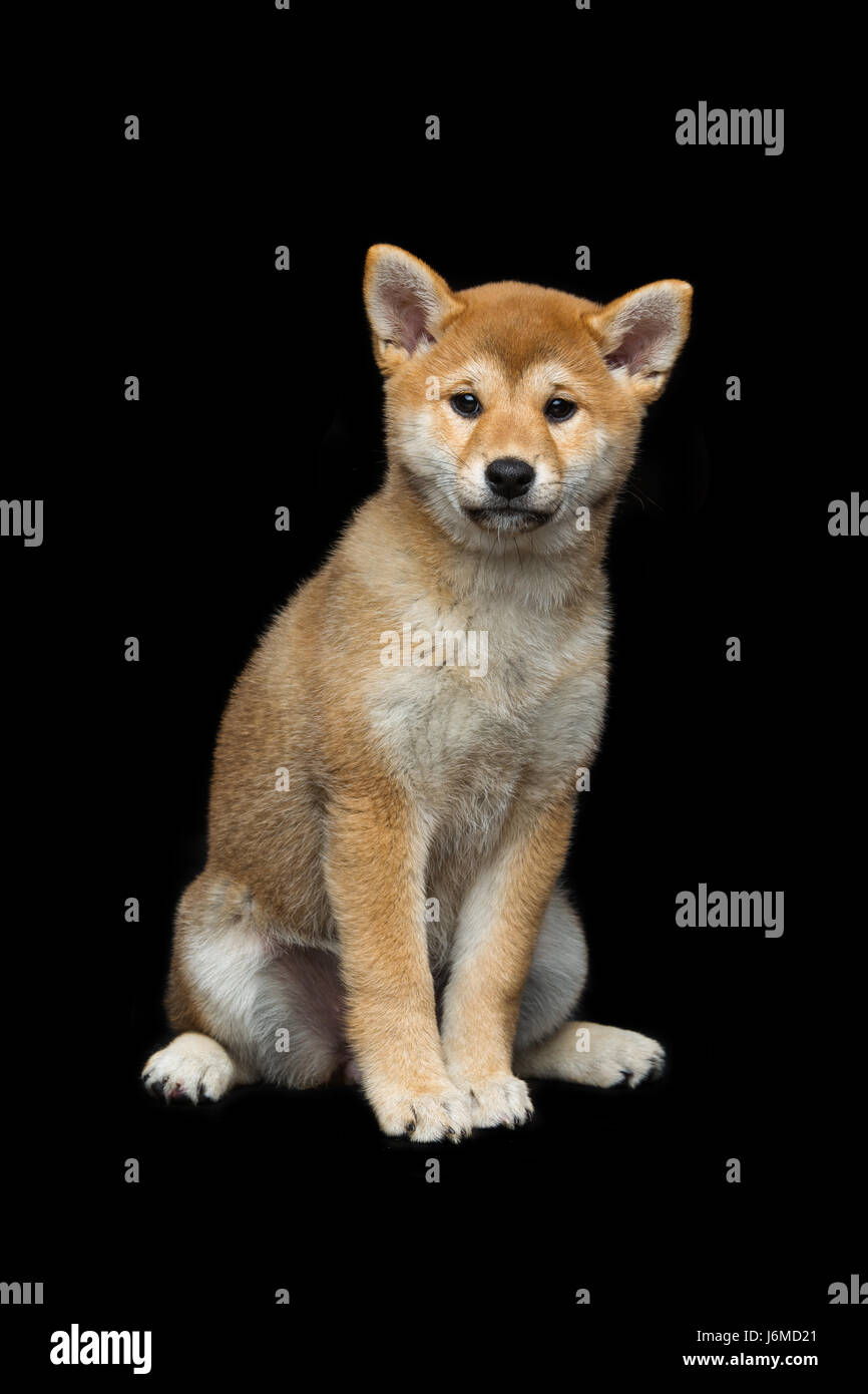Beautiful brown japanese shiba inu puppy dog sitting over black ...