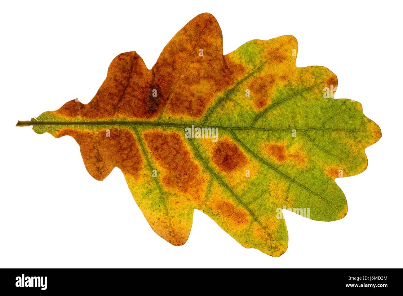coloured colourful gorgeous multifarious richly coloured oak ...