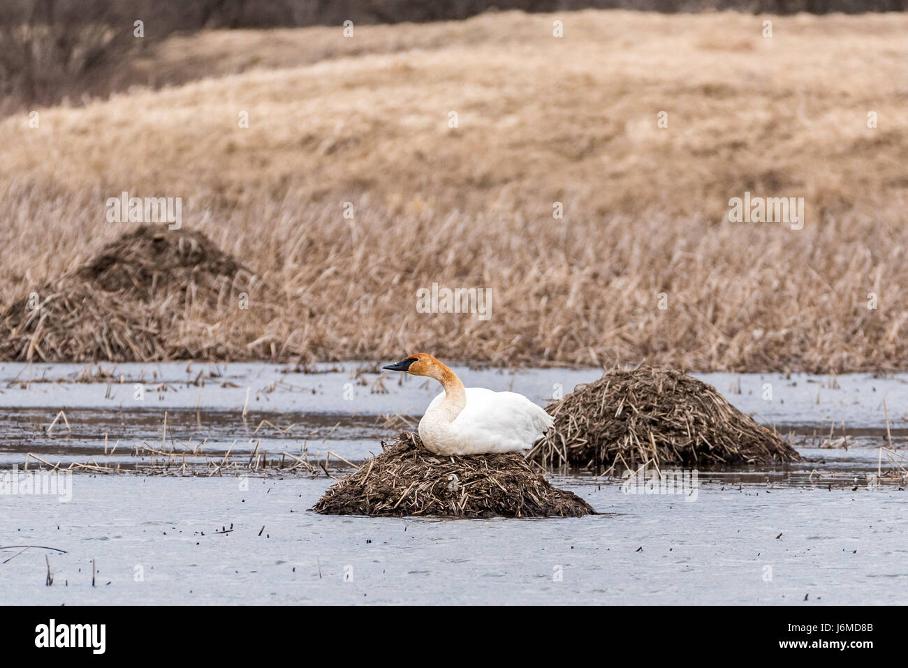 Trumpeter Swan Sits on a Nest in a Pond Stock Photo - Alamy