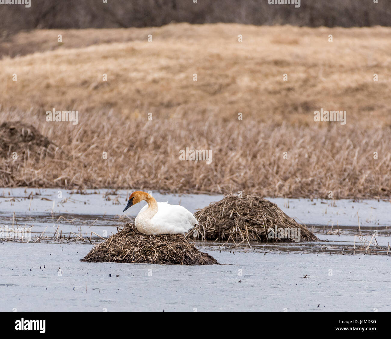 Trumpeter swan nest hi-res stock photography and images - Alamy