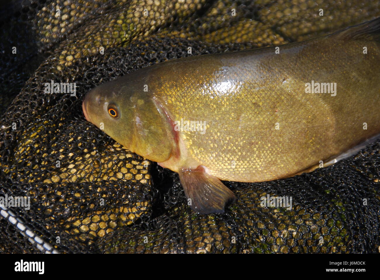 tench green fish angle net mucous pisces animal species fishnet menaced ...