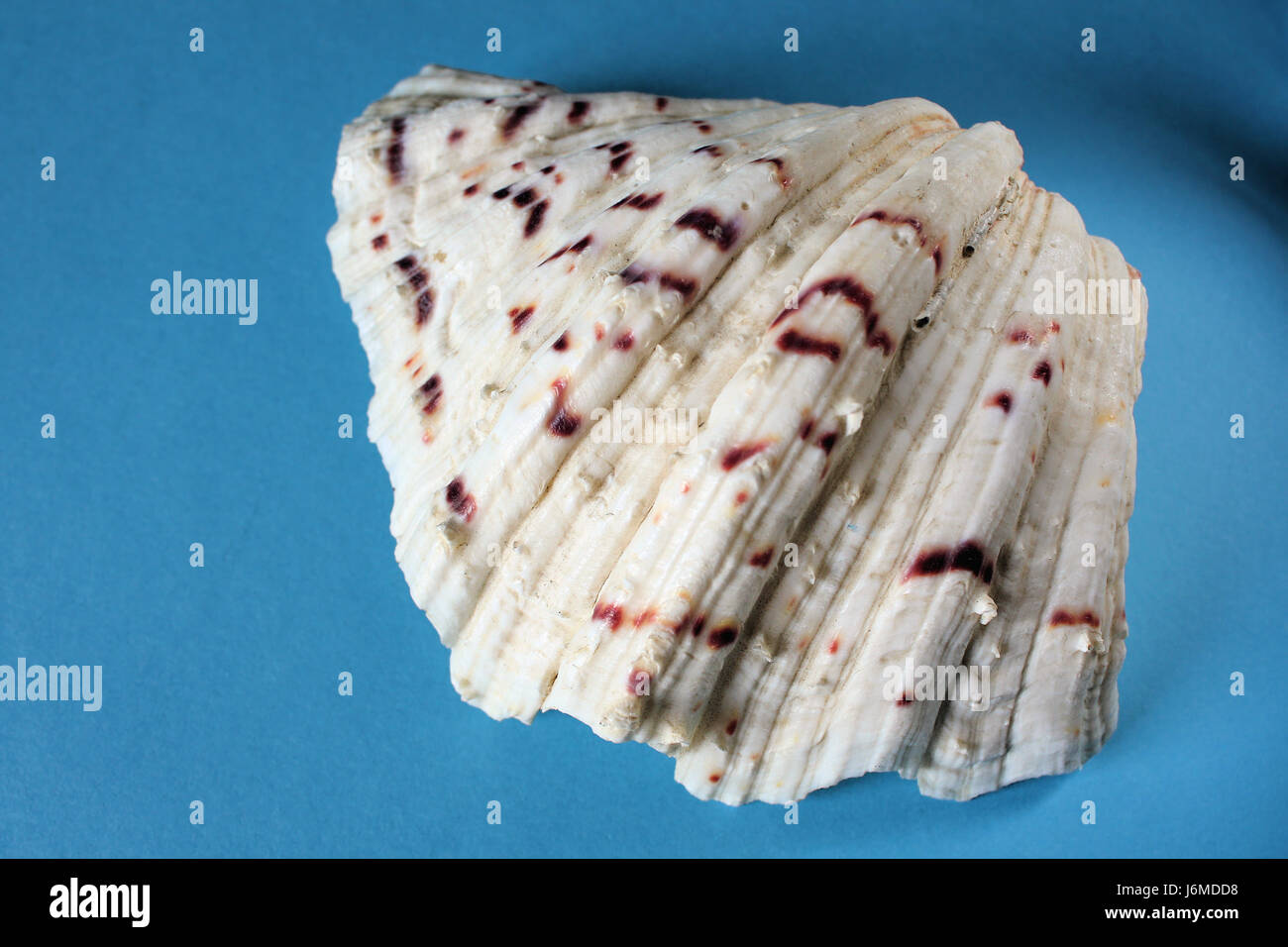 Coquina Clam High Resolution Stock Photography and Images - Alamy