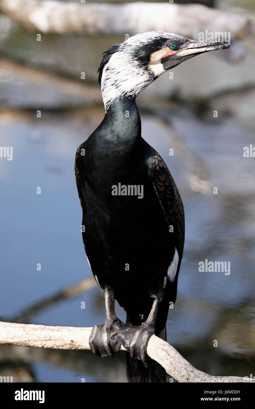 Komoran hi-res stock photography and images - Alamy