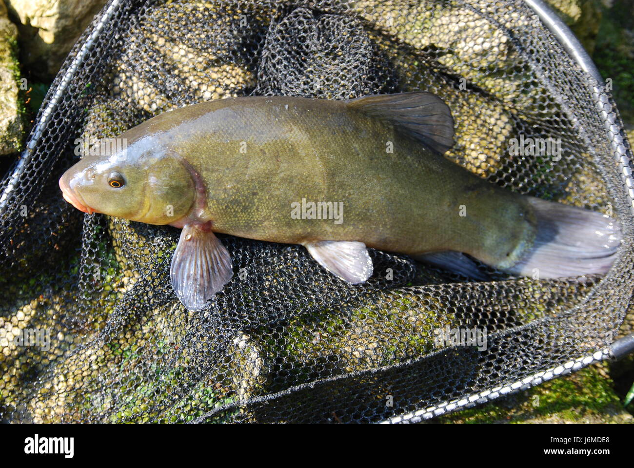 Green tench tinca tinca hi-res stock photography and images - Alamy