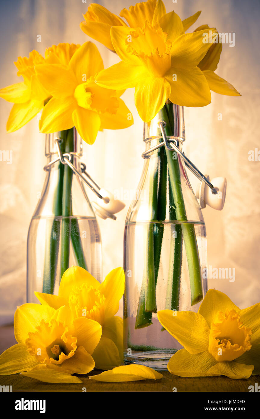 daffodils yellow glass chalice tumbler present arrangement flower ...
