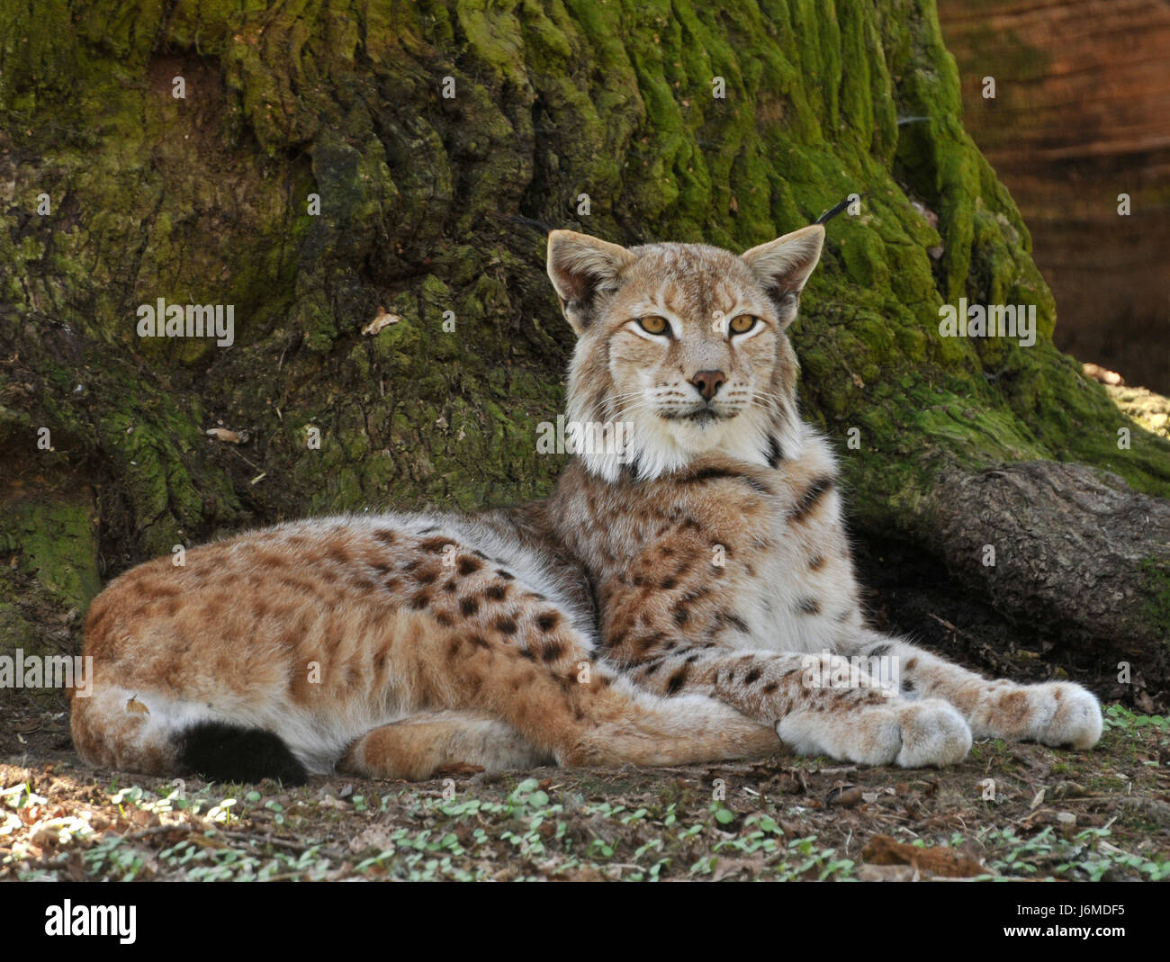 big cat feline predator oak predator wildcat cat lynx tree trunk hunter ...