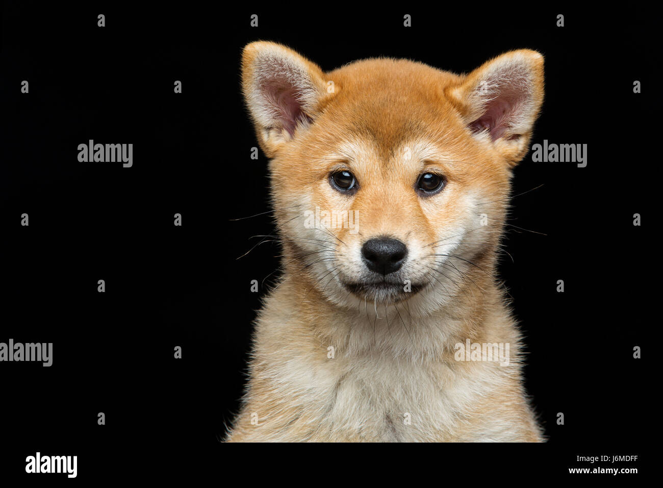 Beautiful brown japanese shiba inu puppy dog sitting over black ...