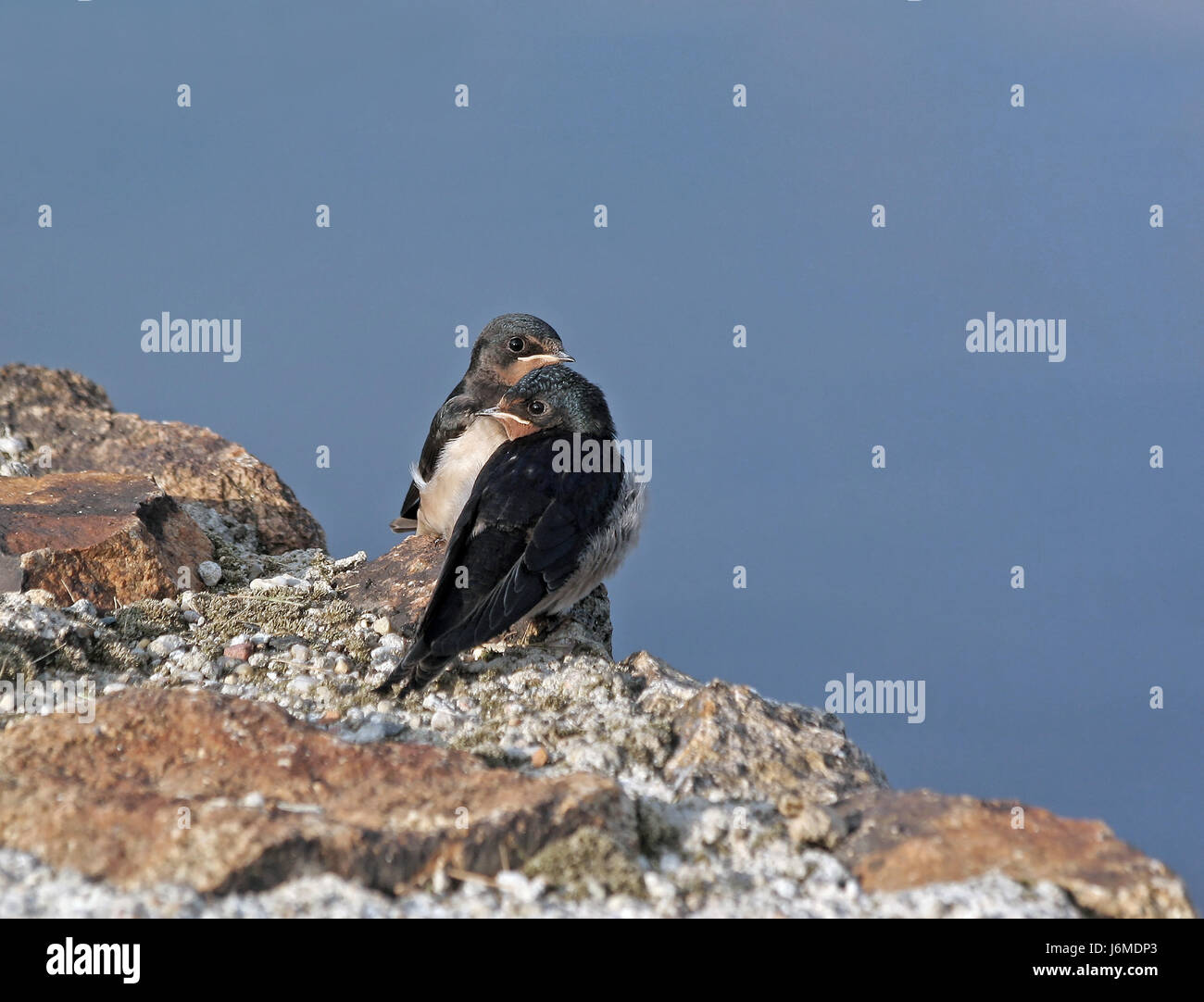 animal bird birds wildlife swallow fresh water lake inland water water ...