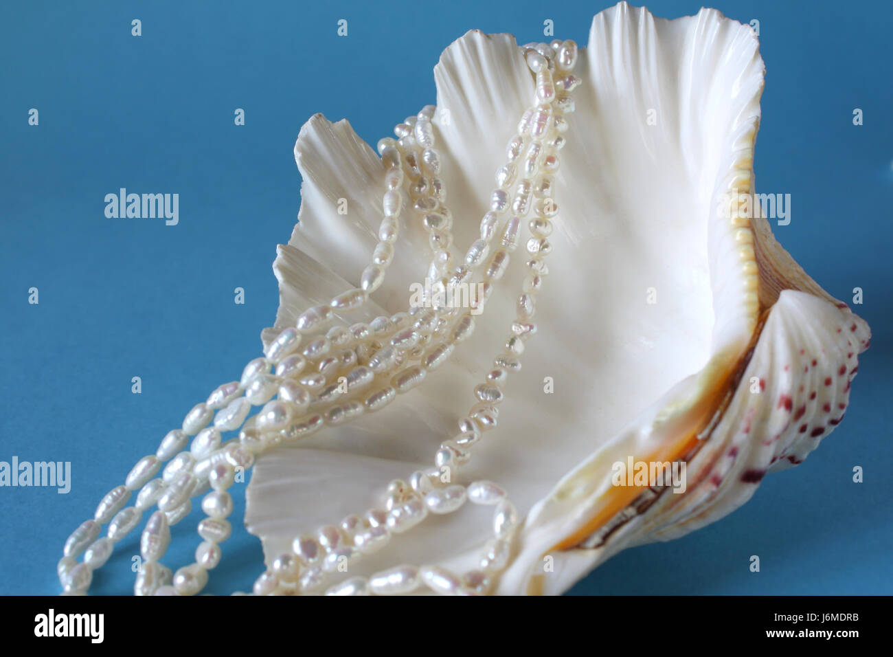 natural pearls and shell Stock Photo - Alamy