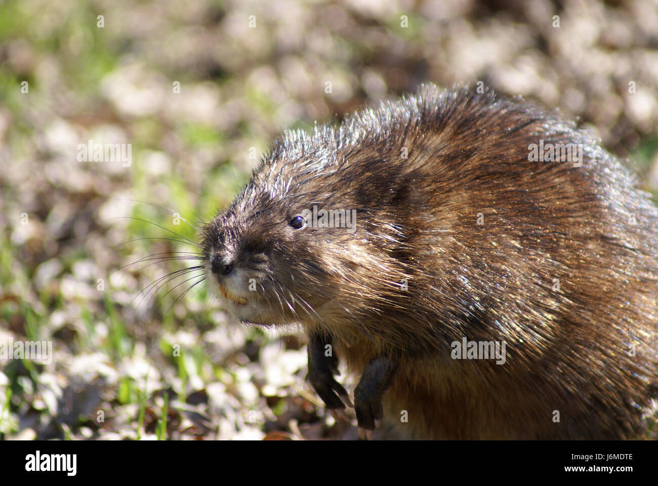 animal mammal rodent wildlife muskrat closeup animal mammal brown ...