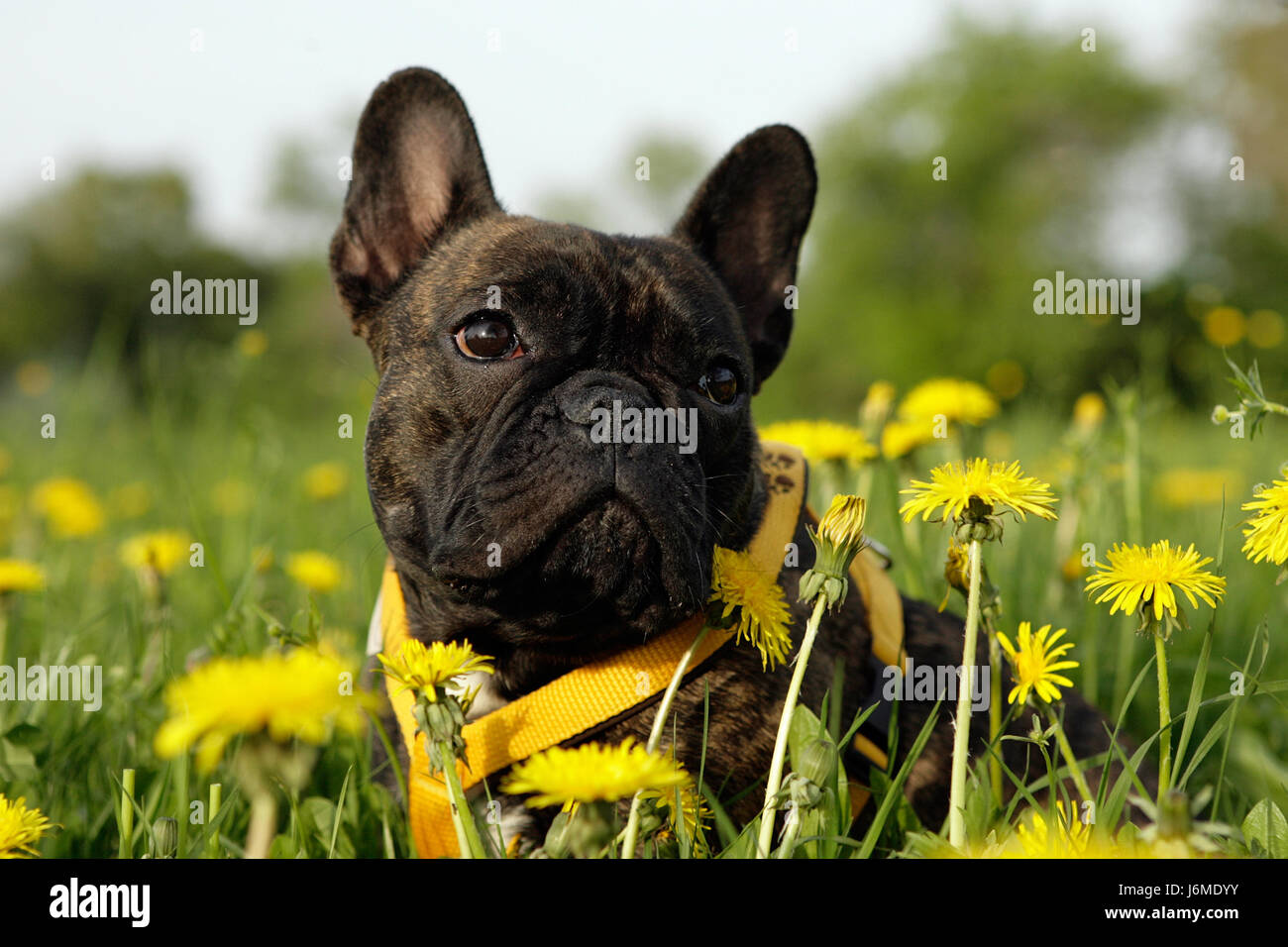animal flower plant dog spring bulldog pedigree dog cute green brown ...