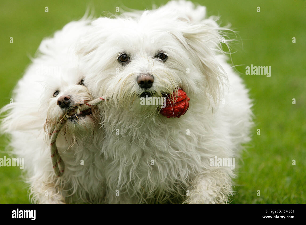 Common game hi-res stock photography and images - Alamy