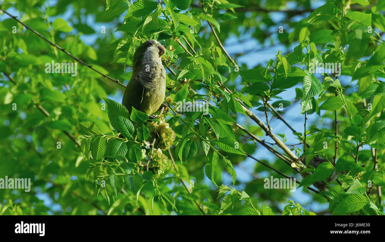 parrots of barcelona Stock Photo - Alamy