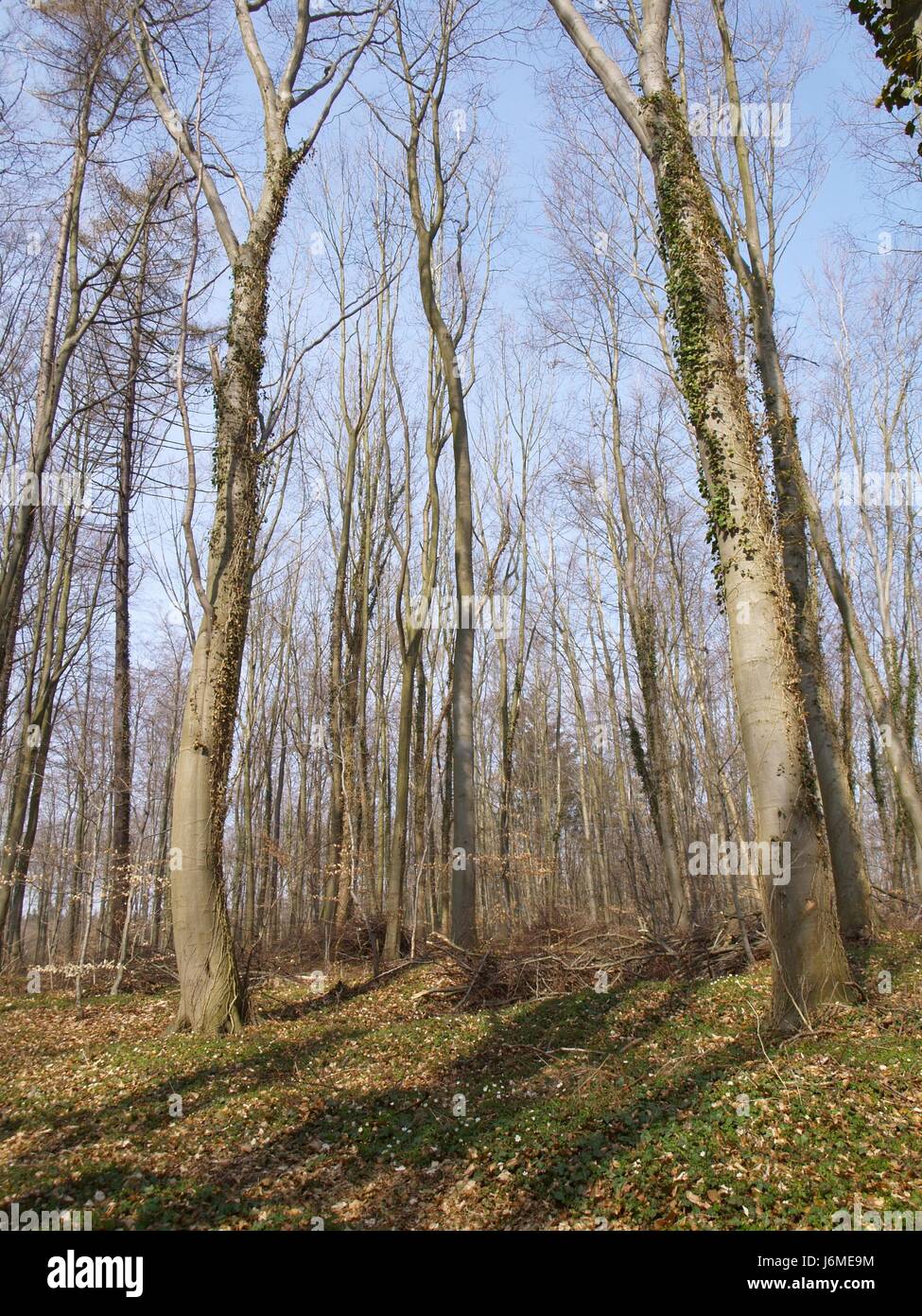 Forest book 01 hi-res stock photography and images - Alamy