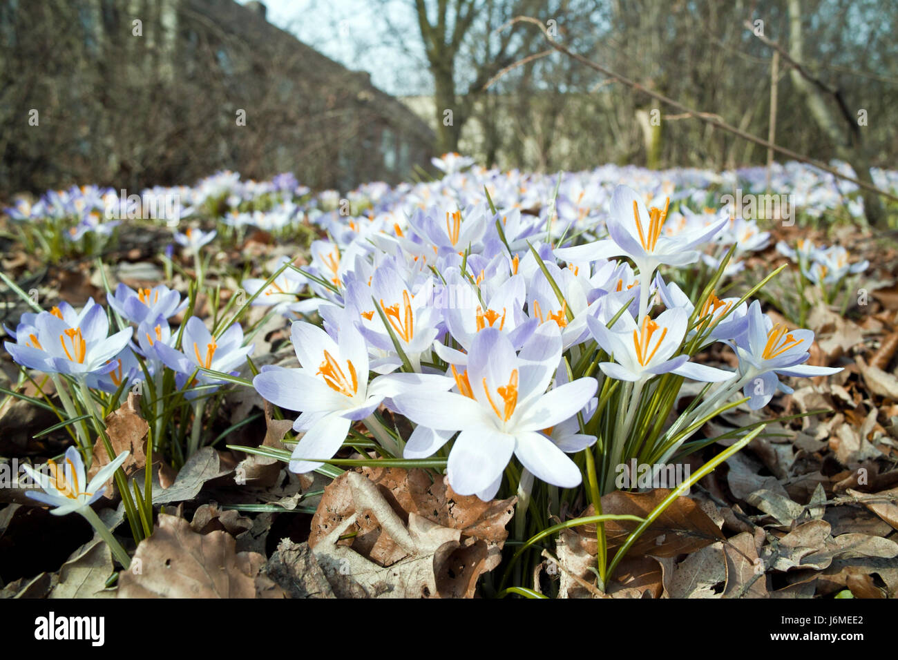 crocus hybrids in autumn leaves Stock Photo - Alamy