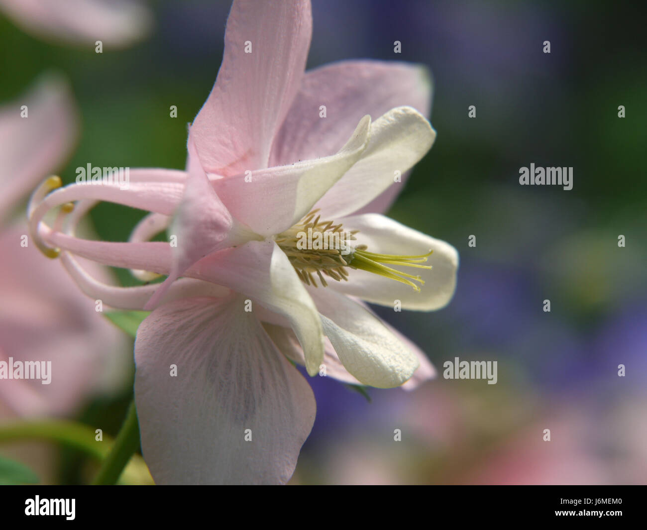 flower plant bloom blossom flourish flourishing summer summerly spring ...