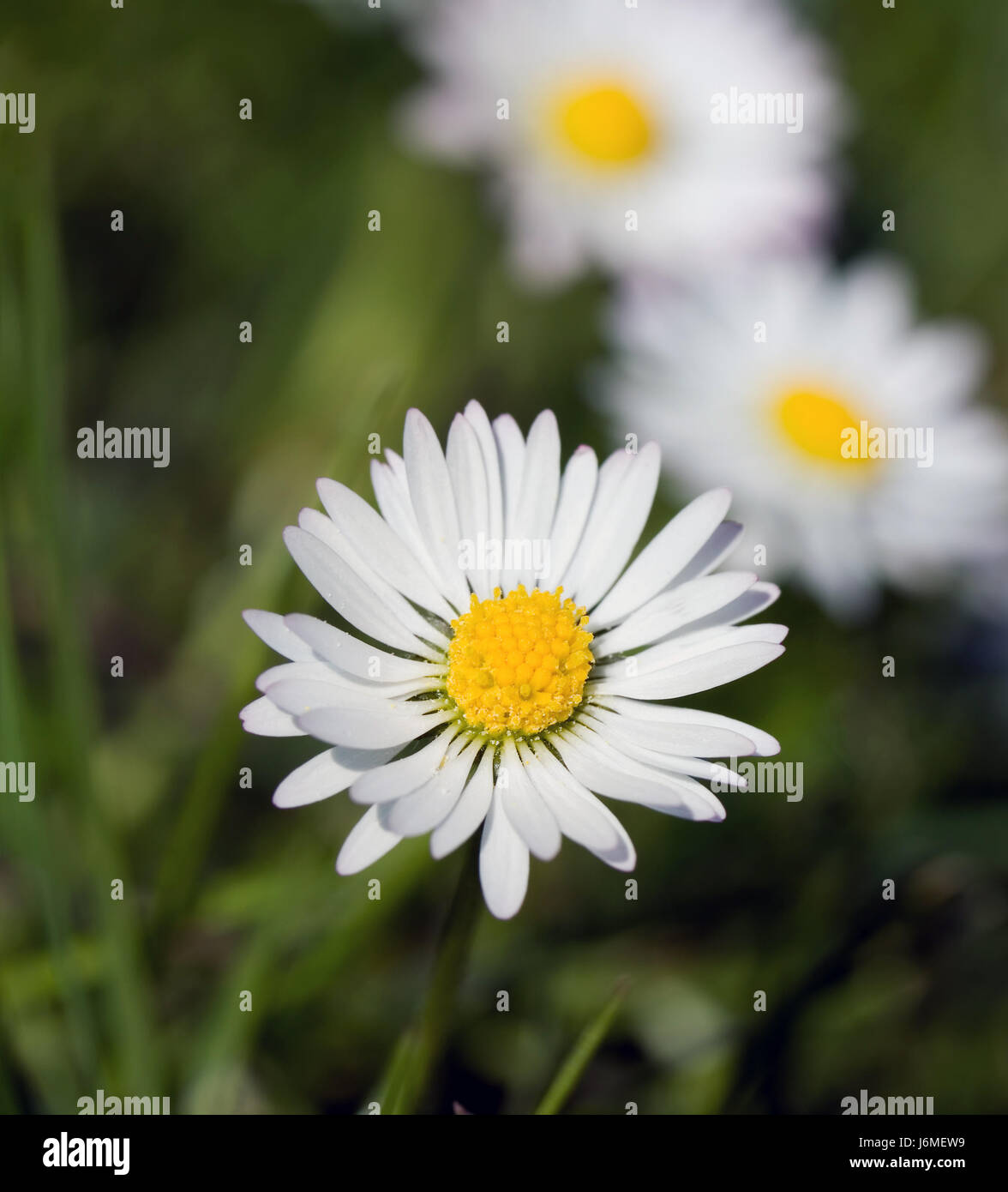 Margeritten hi-res stock photography and images - Alamy