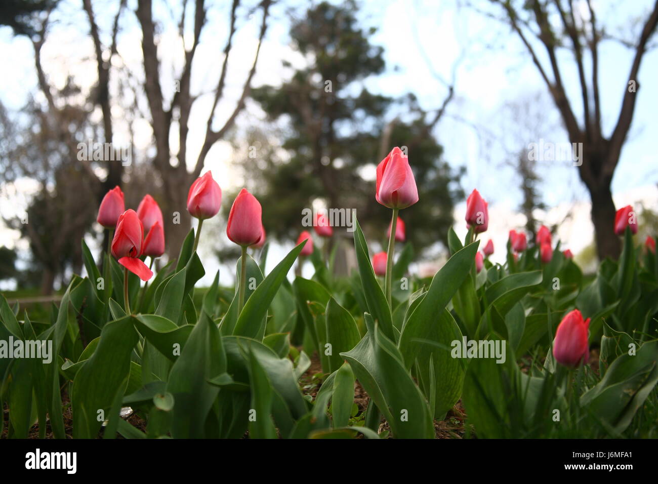still life tree horizontal spring bouncing bounces hop skipping frisks ...