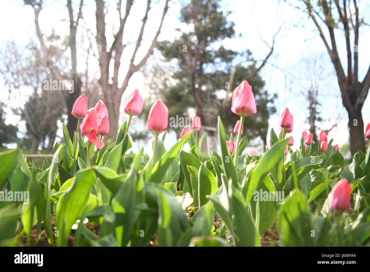 still life tree horizontal spring bouncing bounces hop skipping frisks ...