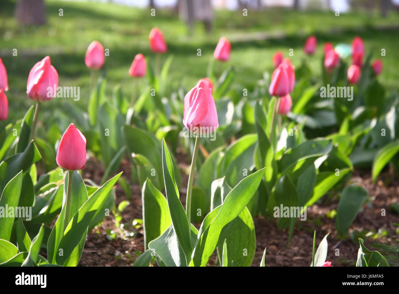 still life tree horizontal spring bouncing bounces hop skipping frisks ...