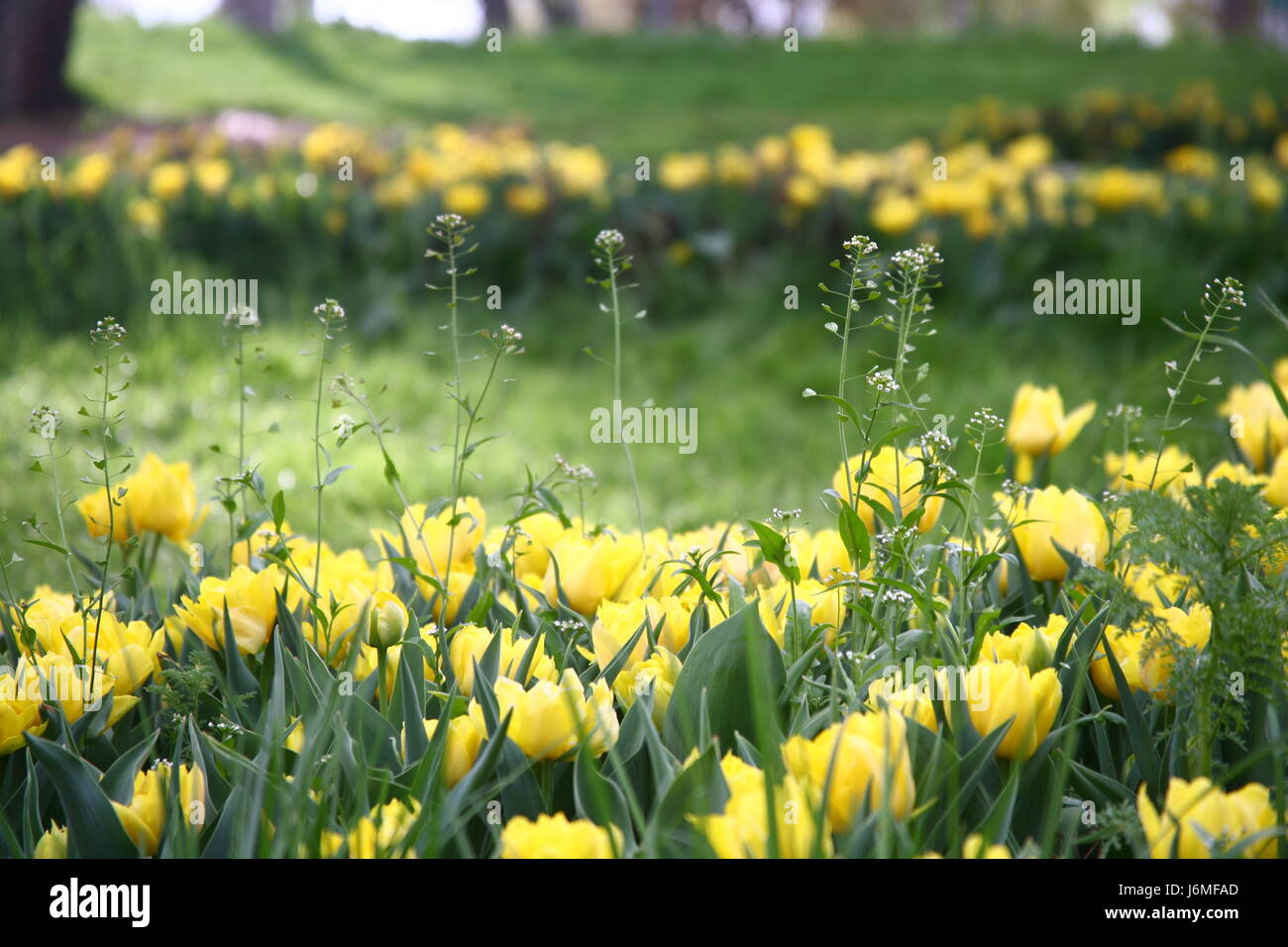 still life tree horizontal spring bouncing bounces hop skipping frisks ...