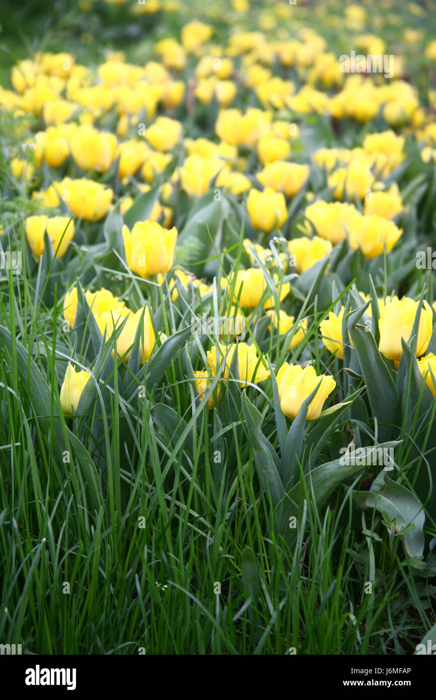 still life tree horizontal spring bouncing bounces hop skipping frisks ...