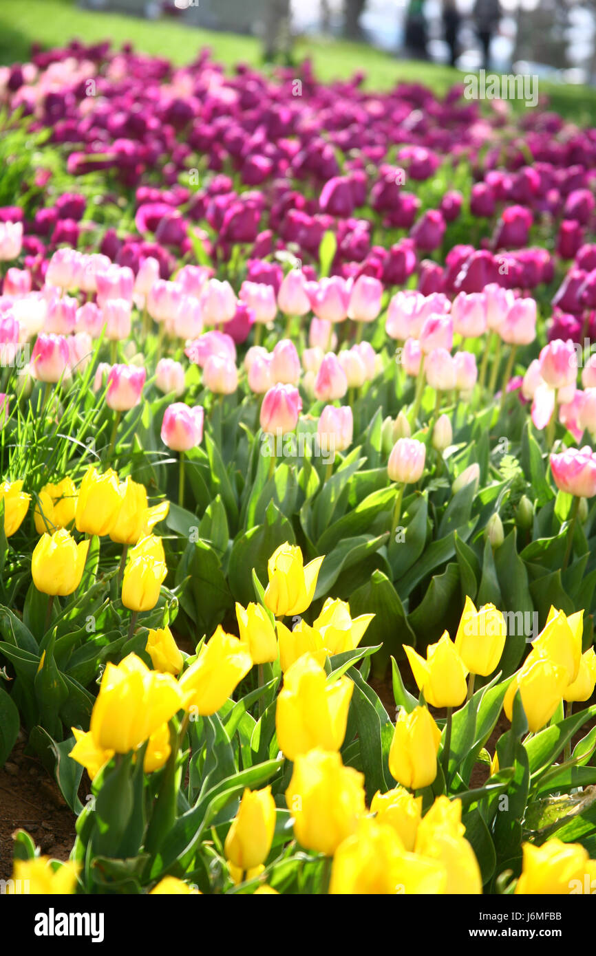 still life tree horizontal spring bouncing bounces hop skipping frisks ...