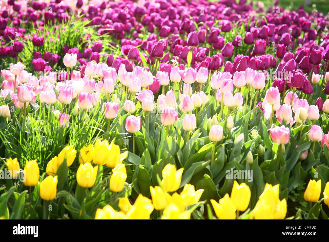 still life tree horizontal spring bouncing bounces hop skipping frisks ...