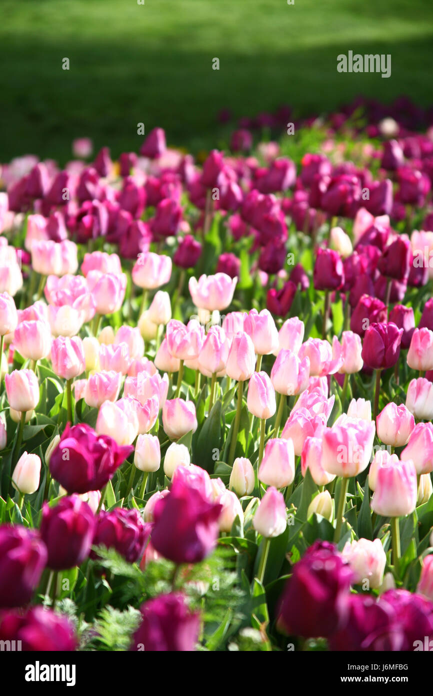 still life tree horizontal spring bouncing bounces hop skipping frisks ...