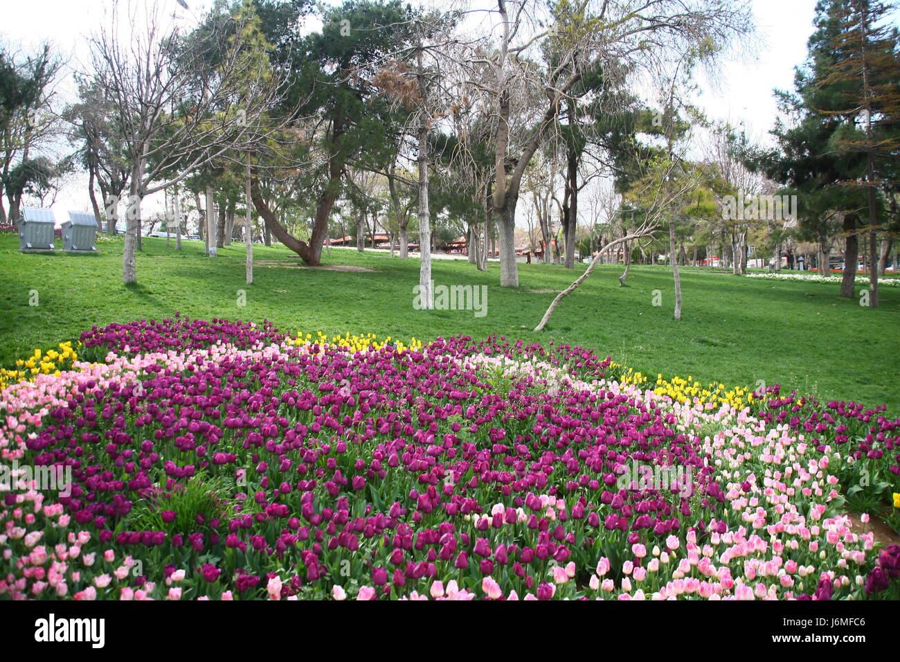 still life tree horizontal spring bouncing bounces hop skipping frisks ...