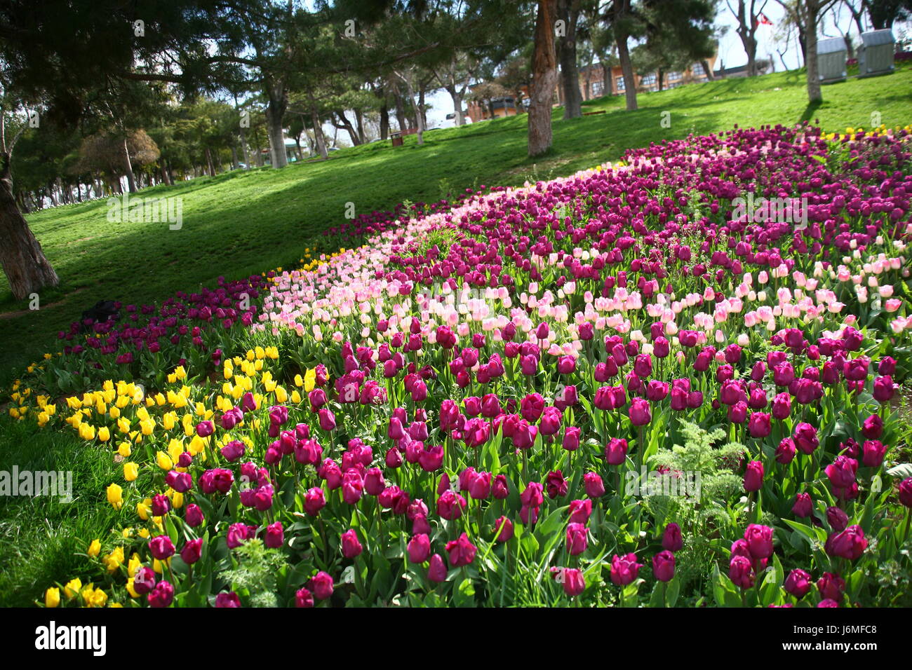still life tree horizontal spring bouncing bounces hop skipping frisks ...