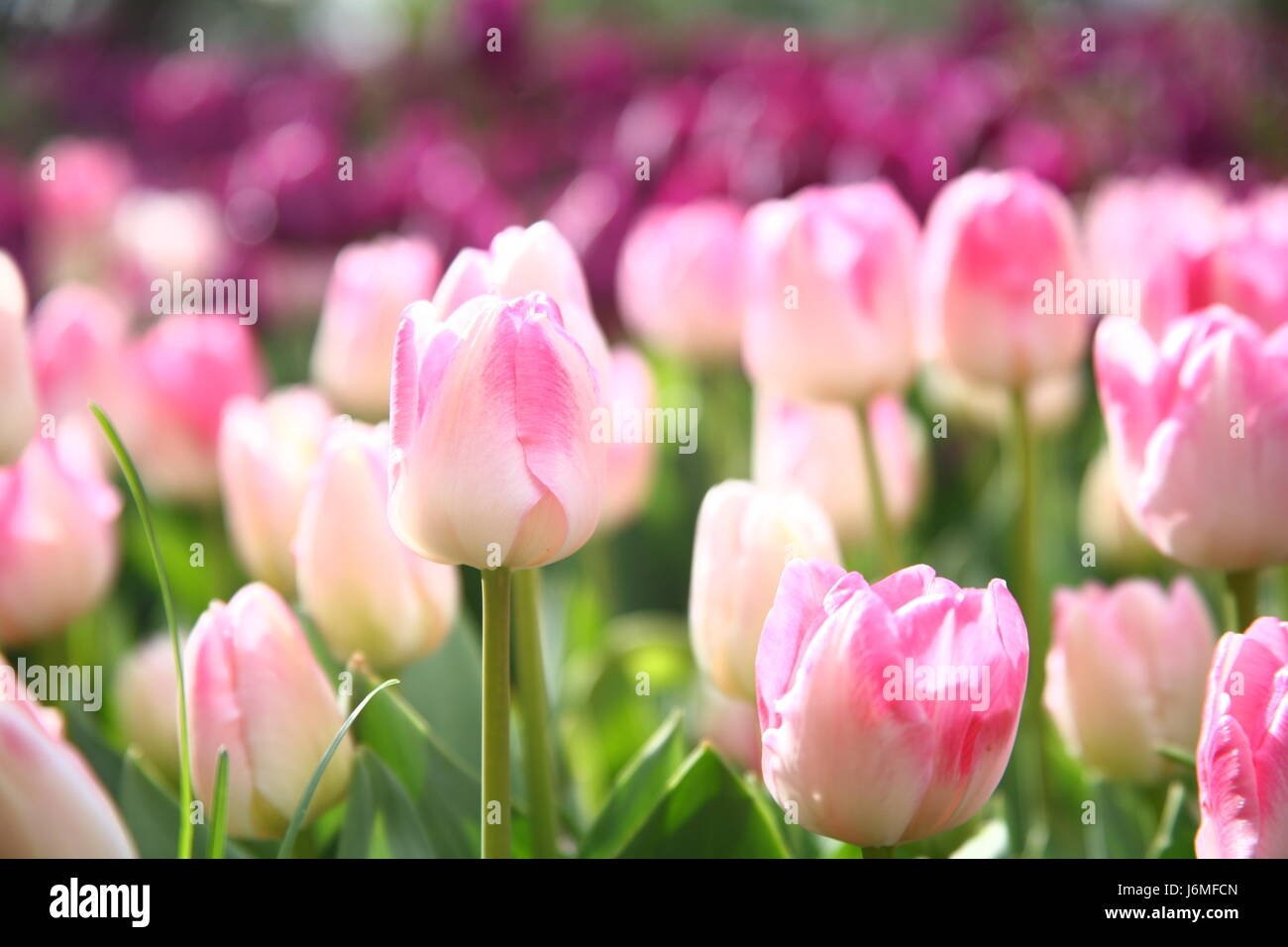 still life tree horizontal spring bouncing bounces hop skipping frisks ...