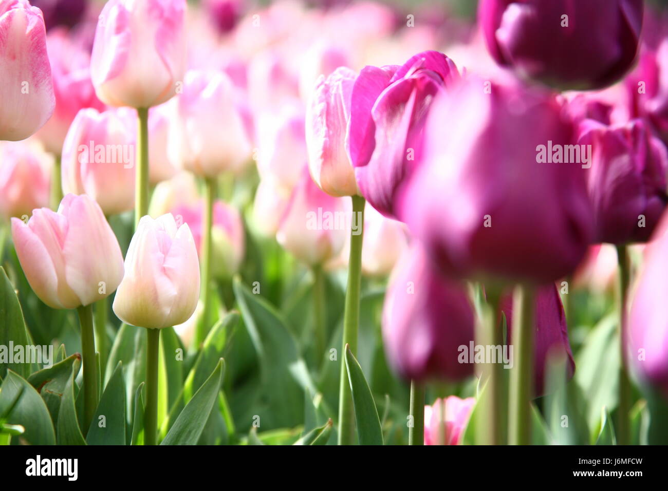 still life tree horizontal spring bouncing bounces hop skipping frisks ...