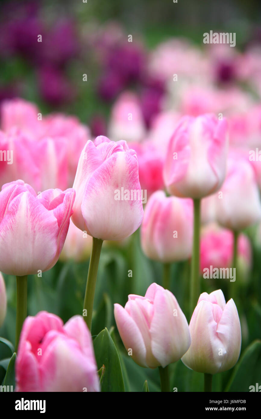 still life tree horizontal spring bouncing bounces hop skipping frisks ...