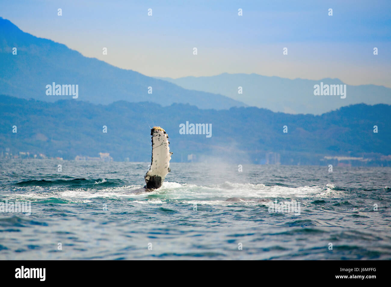 wildlife navy marine whale salt water sea ocean water mexico blue big ...