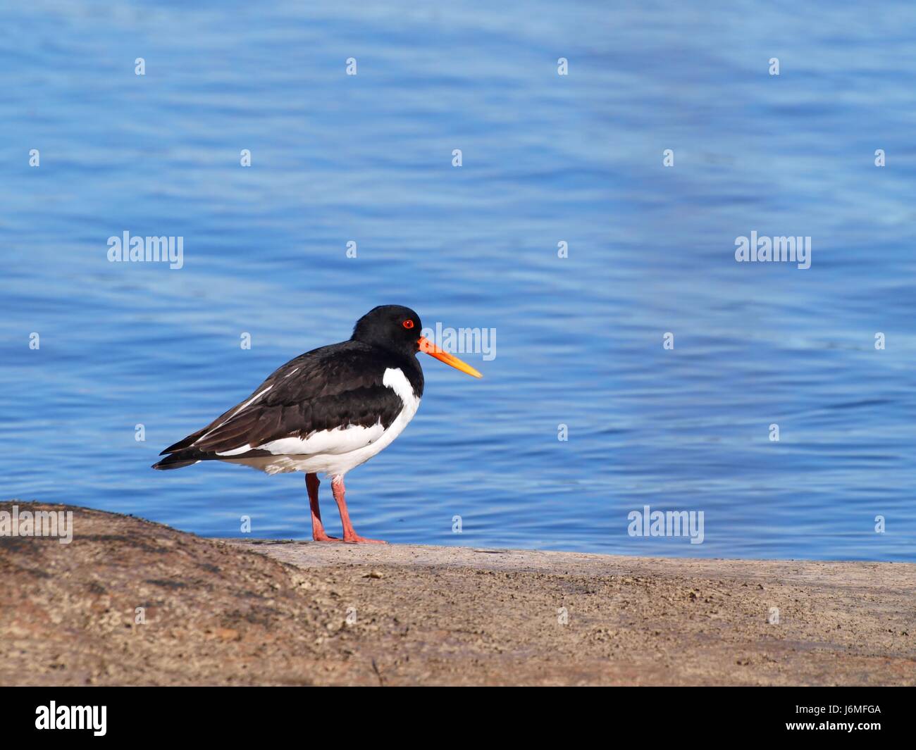 blue bird salt water sea ocean water shore rock legs beautiful ...