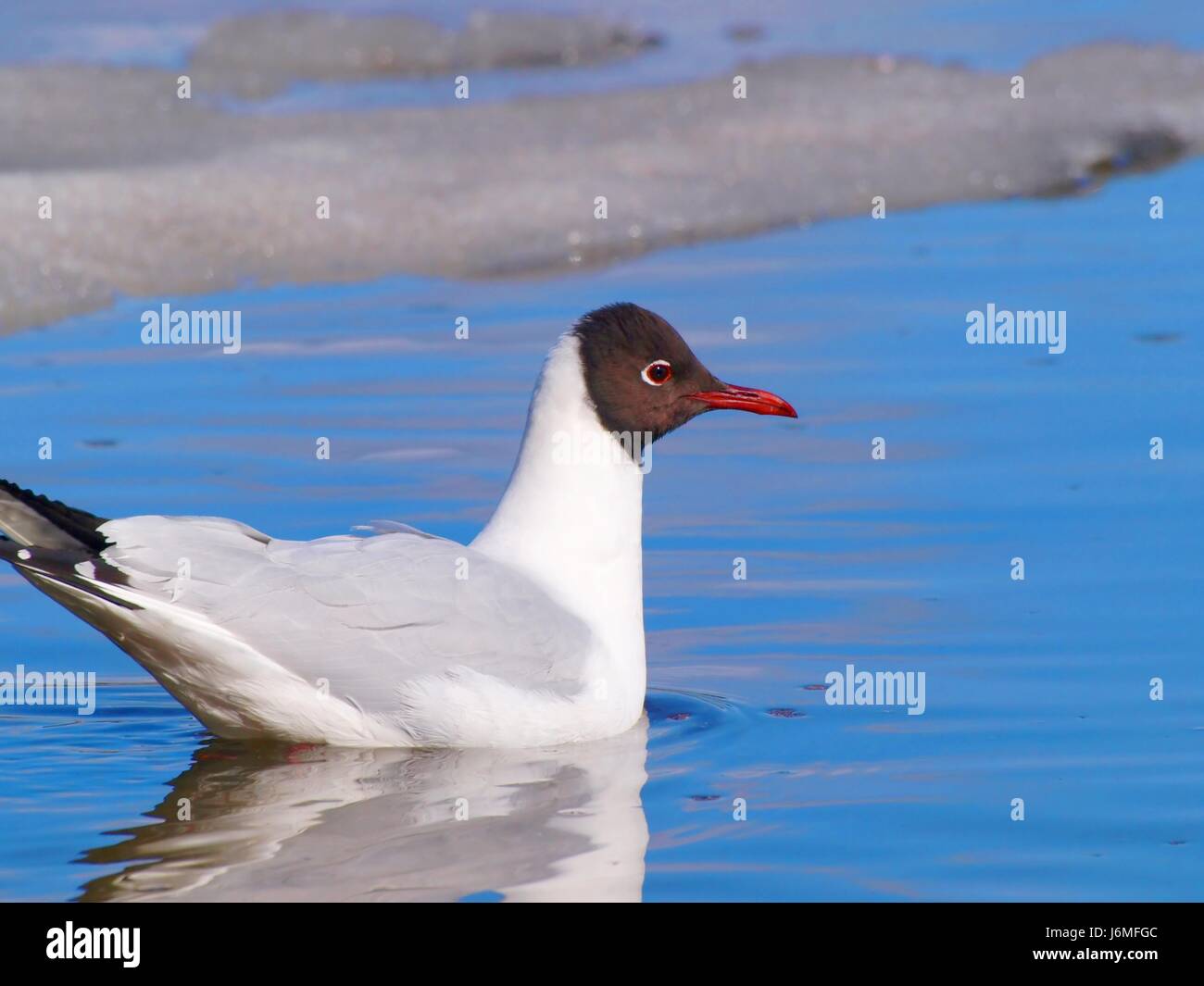 blue bird season salt water sea ocean water seagull gull single bird ...