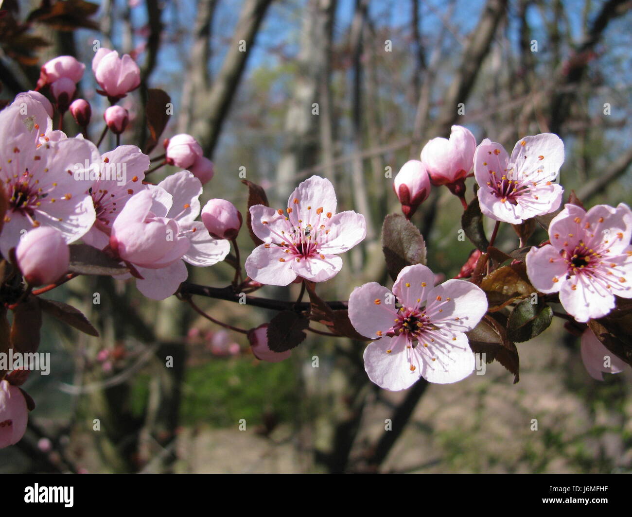 spring cherry blossom pink zierkirsche zierkirschenblte ...