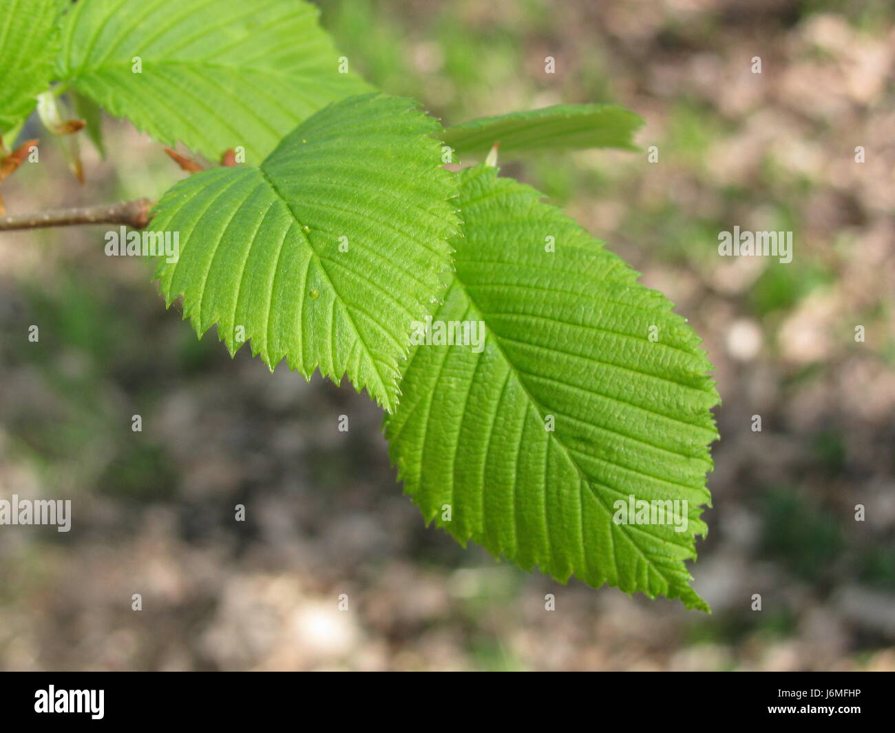 spring beech beech leaves forest tree park green spring hainbuche Stock ...