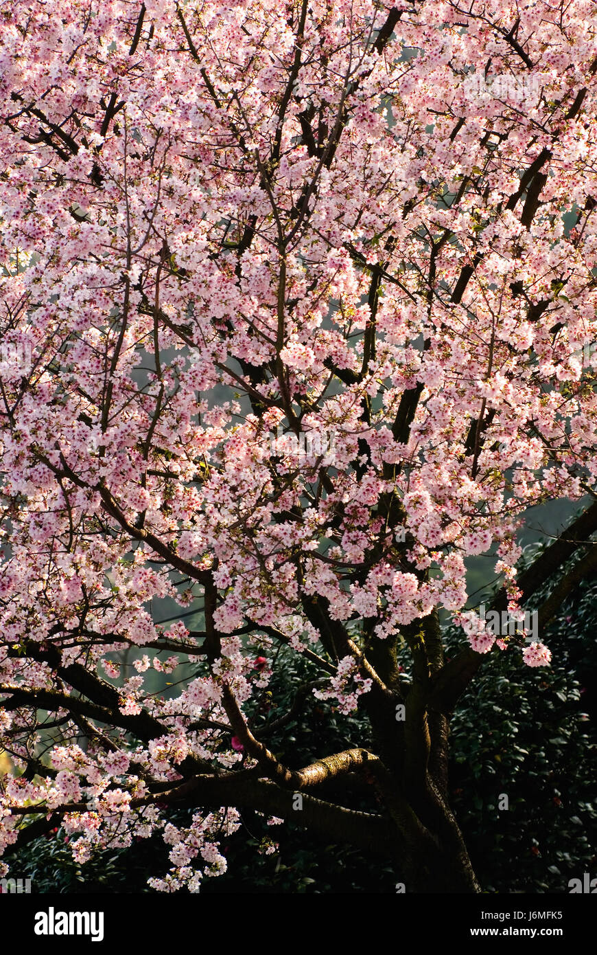tree bloom blossom flourish flourishing spring scenery countryside ...