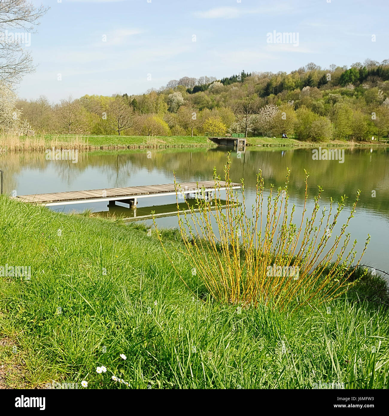 tree trees bridge spring fresh water pond water lake inland water ...